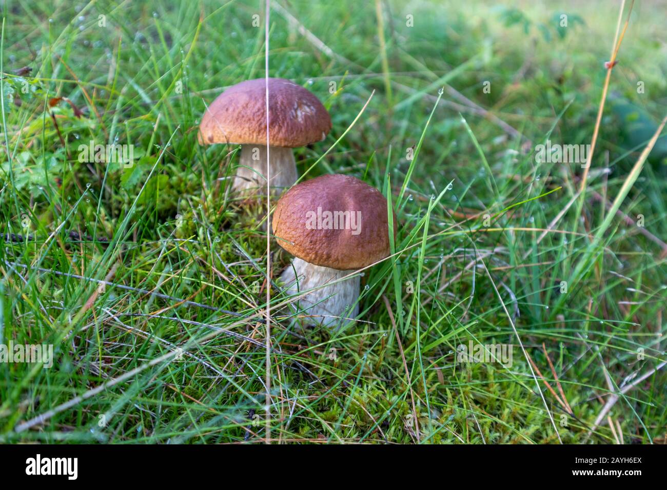 Big Funghi Porcini, yammy edible white mushrooms in wild nature forest ...