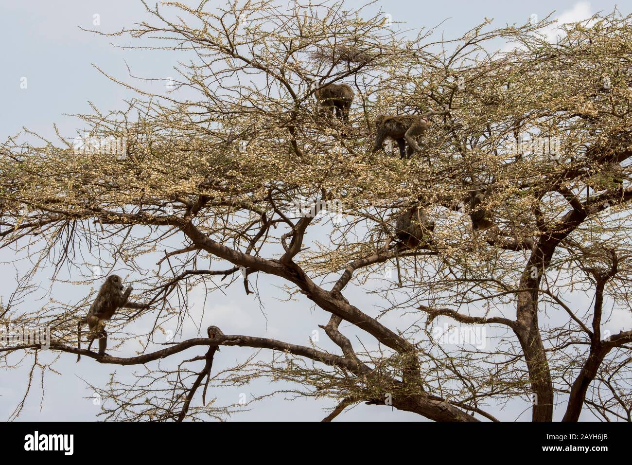 Olive baboons (Papio anubis), also called the Anubis baboon, feeding on ...