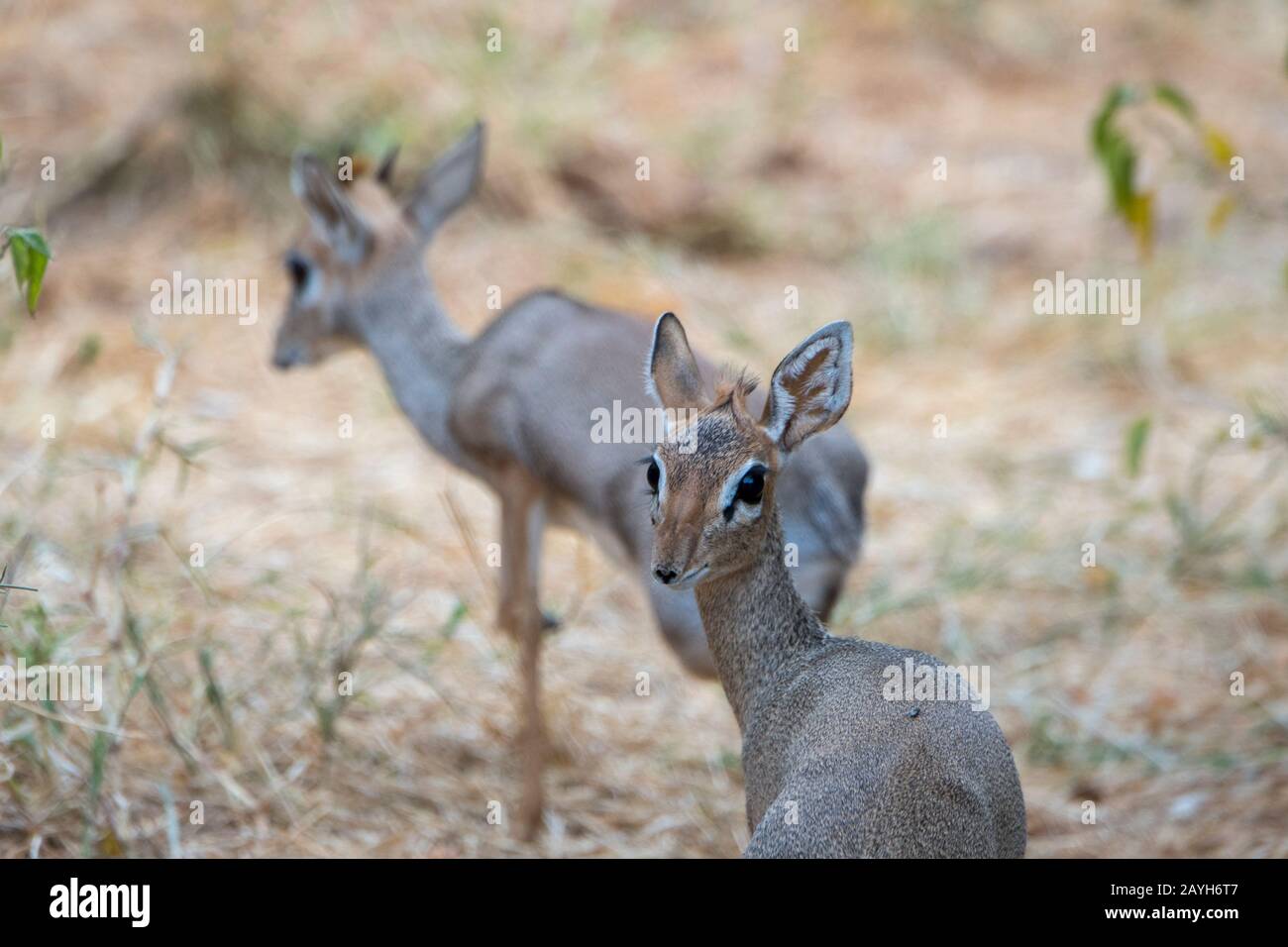 Small east african antelopes hi-res stock photography and images - Alamy