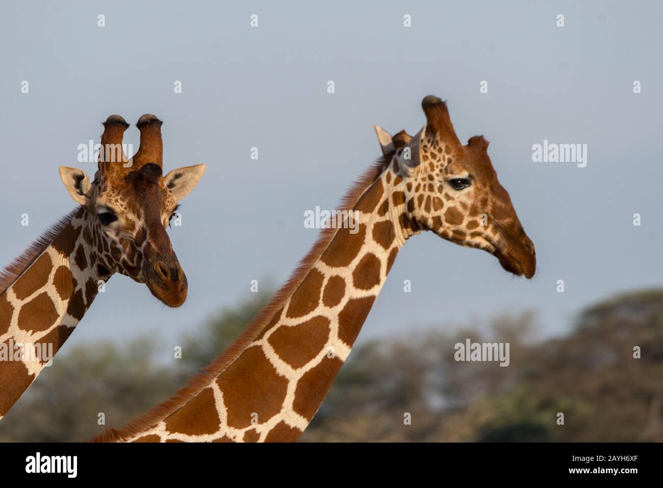 Close-up of two reticulated giraffes (Giraffa reticulata) in the ...