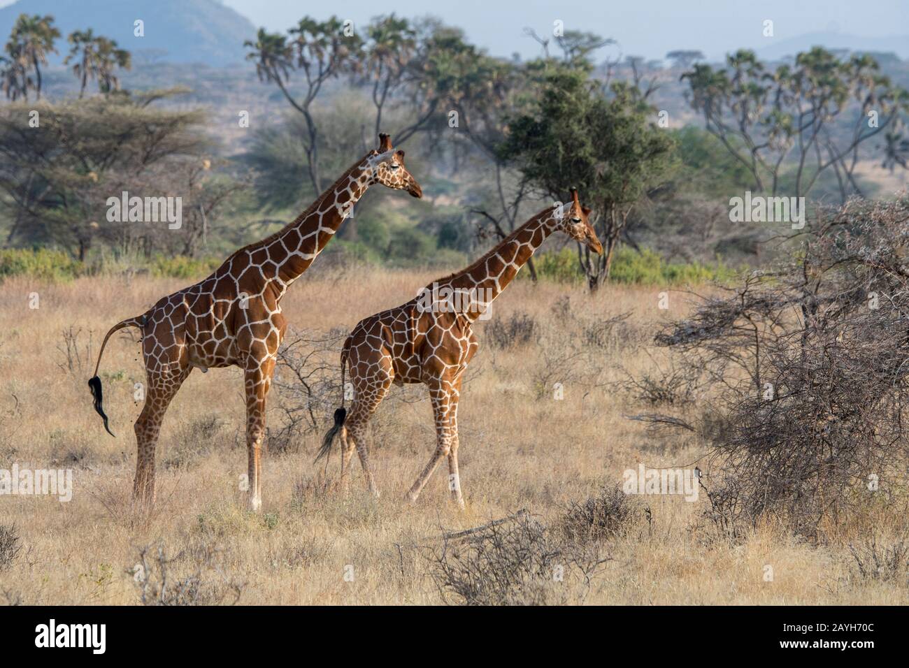 Two Reticulated giraffes (Giraffa reticulata) in the Samburu National Reserve in Kenya Stock ...