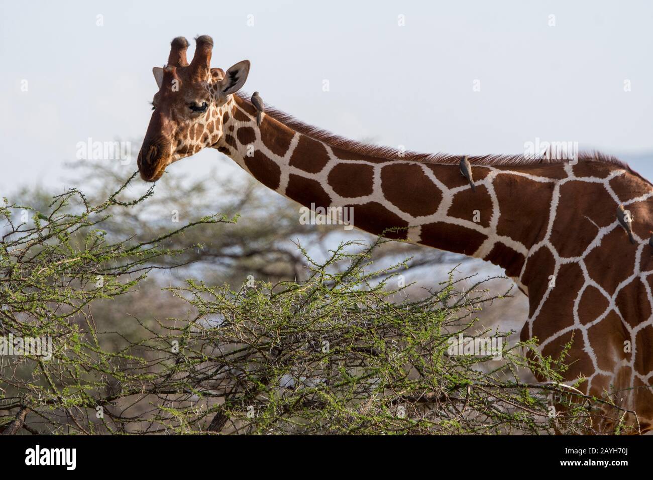 A reticulated giraffe (Giraffa reticulata) is browsing on a tree in ...