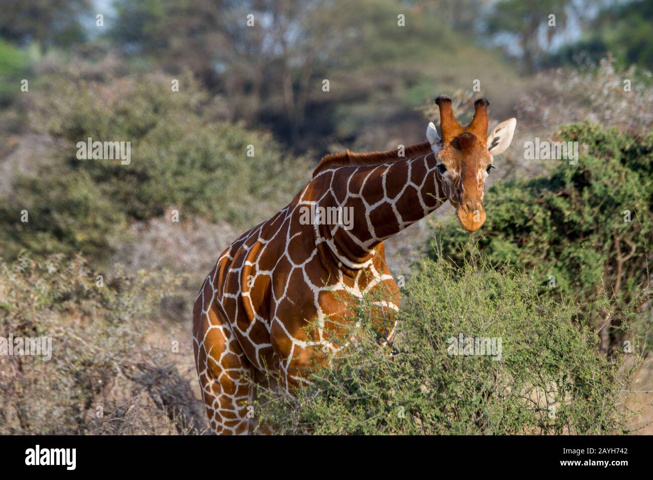 A reticulated giraffe (Giraffa reticulata) is browsing on a tree in ...
