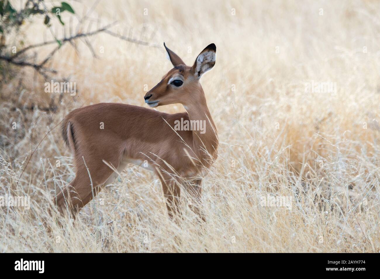 A newly born baby impala (Aepyceros melampus) in Samburu National ...