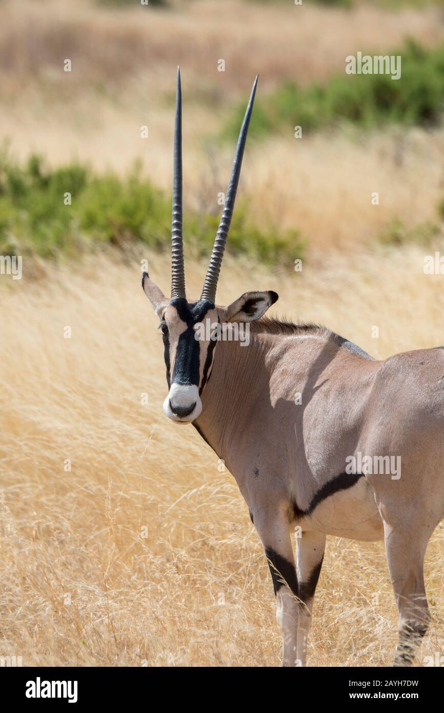 Oryx beisa wildlife reserve hi-res stock photography and images - Alamy