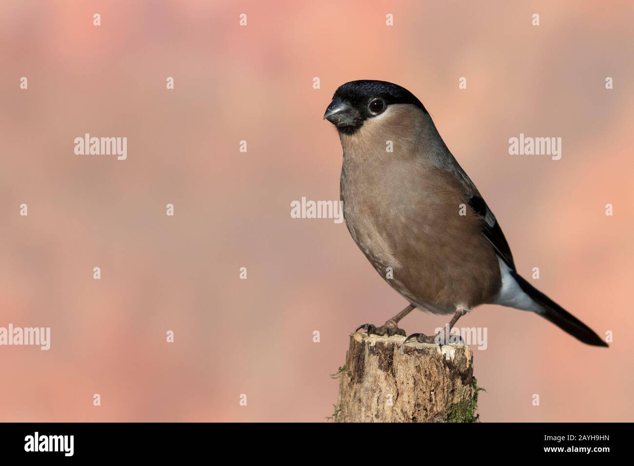 Female bullfinch hi-res stock photography and images - Alamy