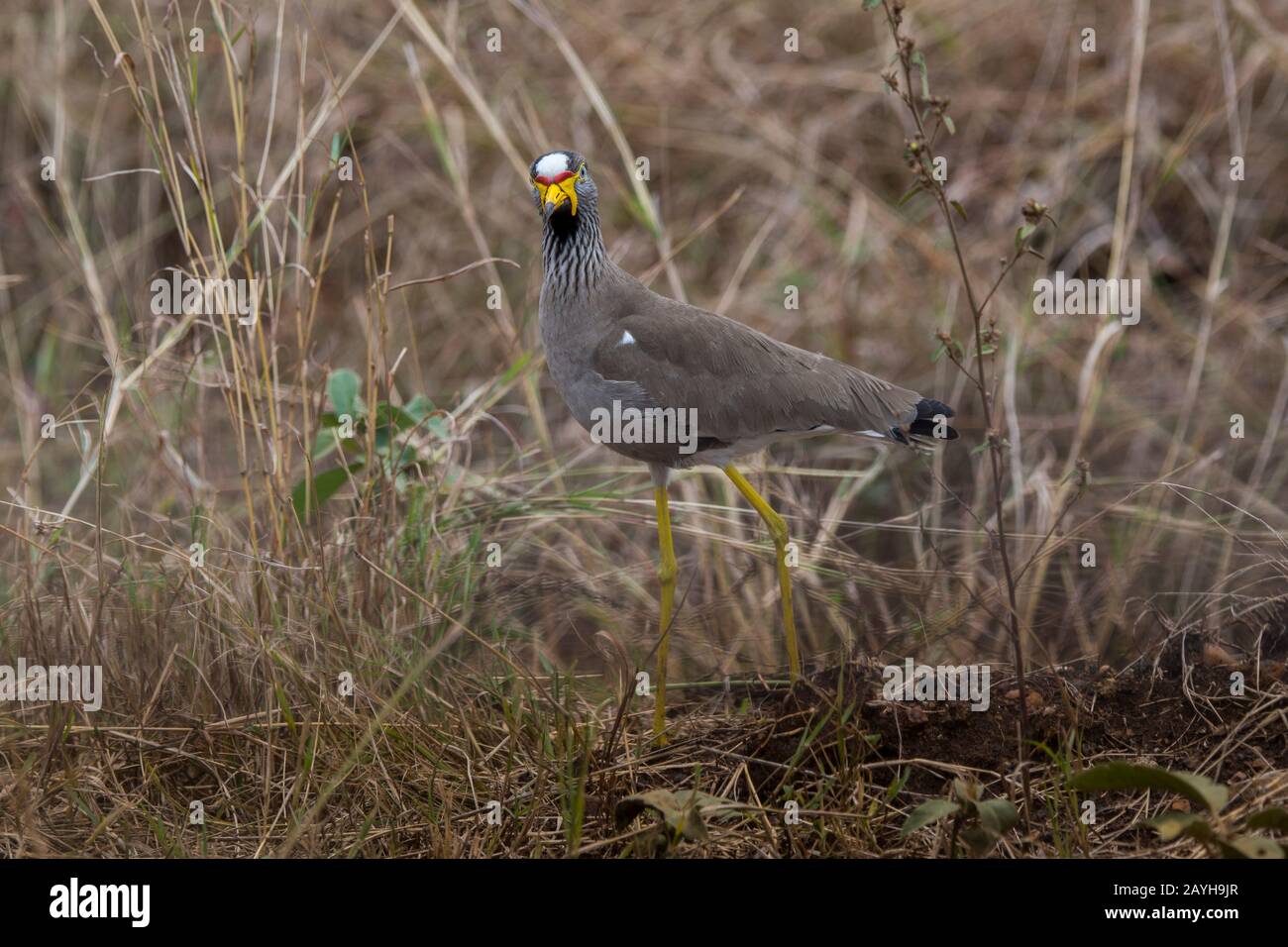 An African wattled lapwing or Senegal wattled plover (Vanellus ...
