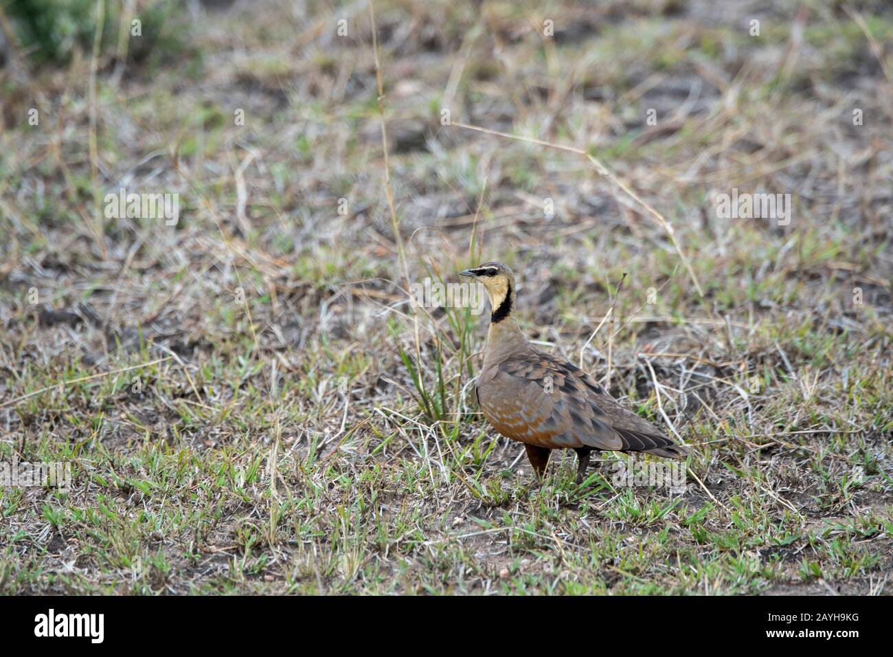 African grouse hi-res stock photography and images - Alamy