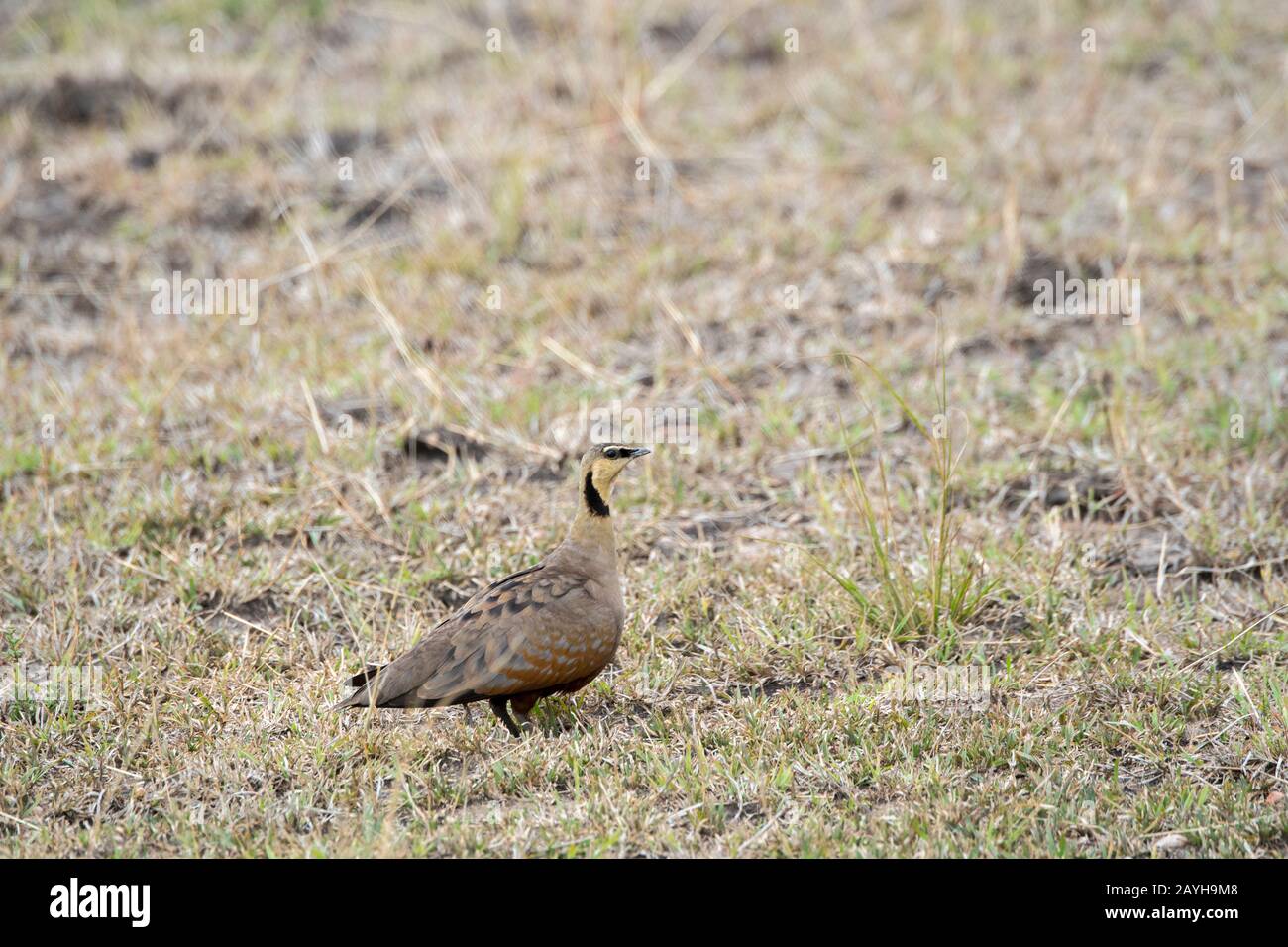 African grouse hi-res stock photography and images - Alamy
