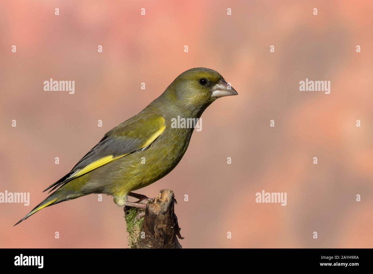 Male greenfinch hi-res stock photography and images - Alamy