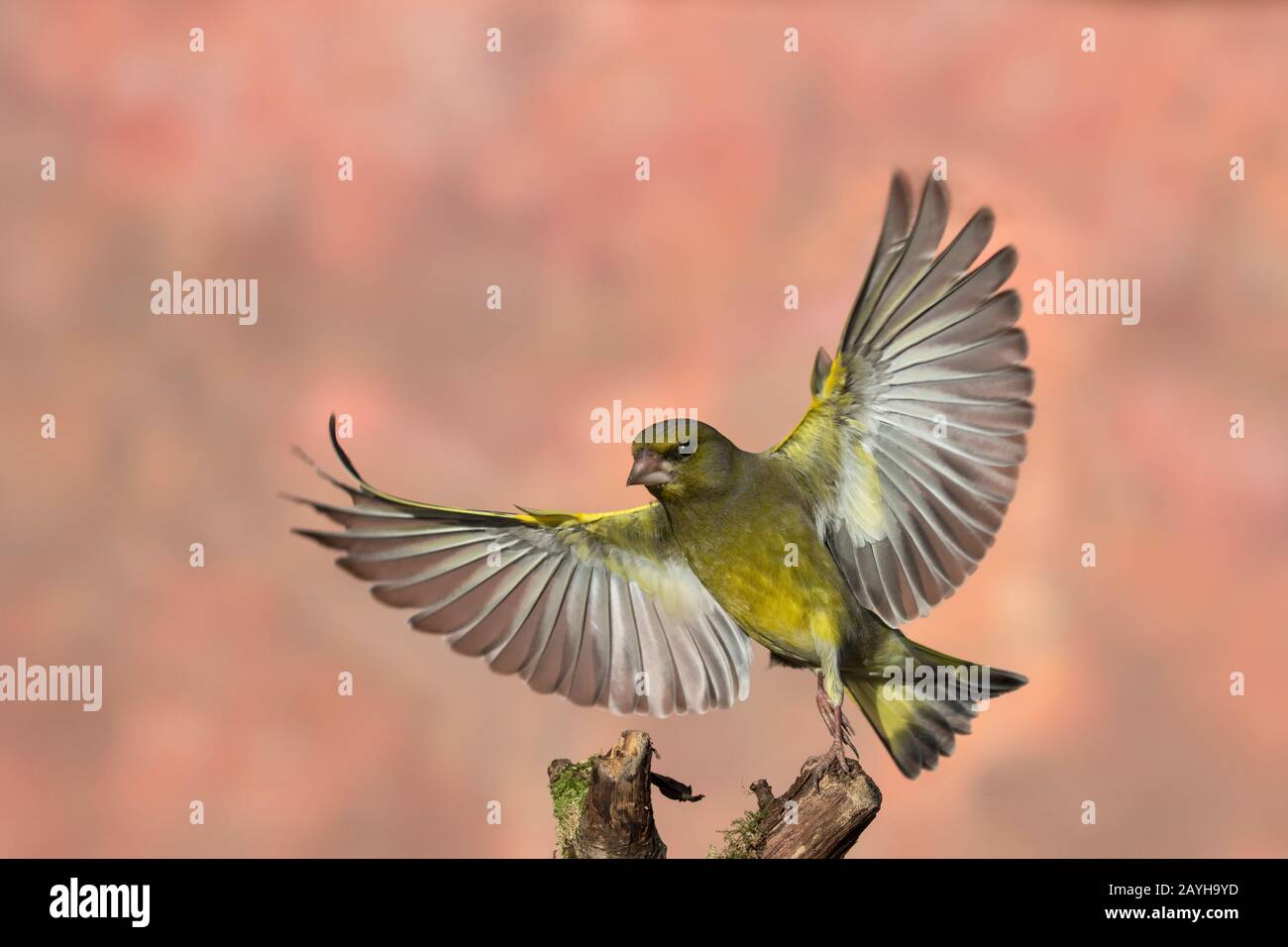 Greenfinch carduelis chloris flying hi-res stock photography and images ...