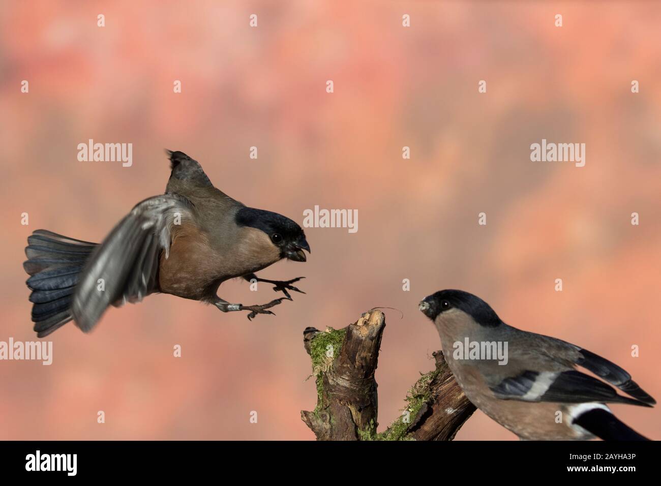 Bullfinches High Resolution Stock Photography and Images - Alamy