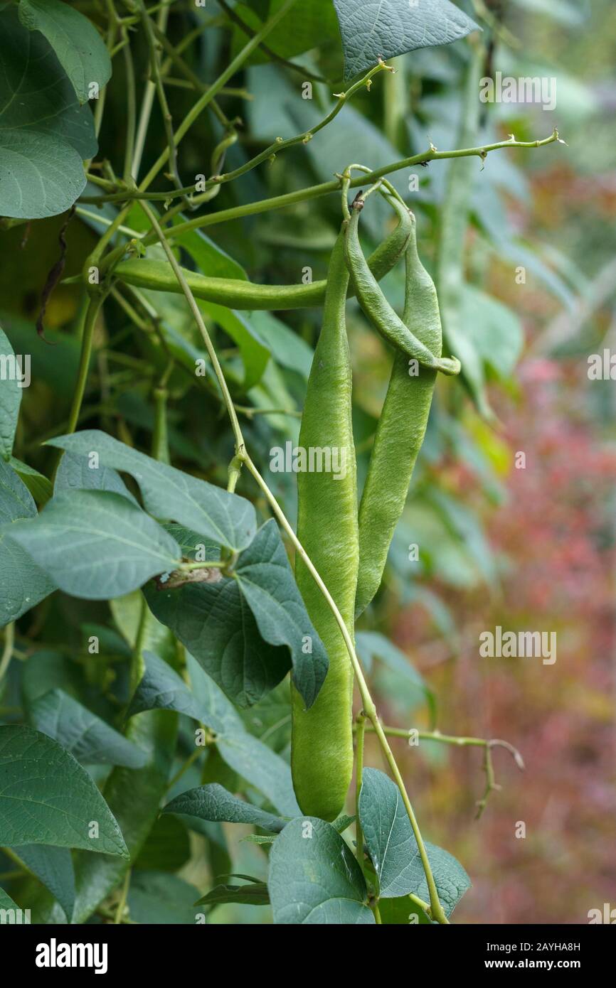 Scarlet runner bean hi-res stock photography and images - Alamy