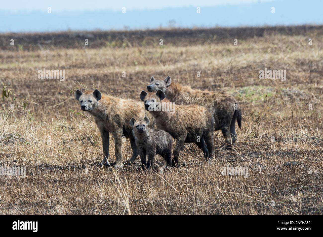 Cackle hi-res stock photography and images - Alamy