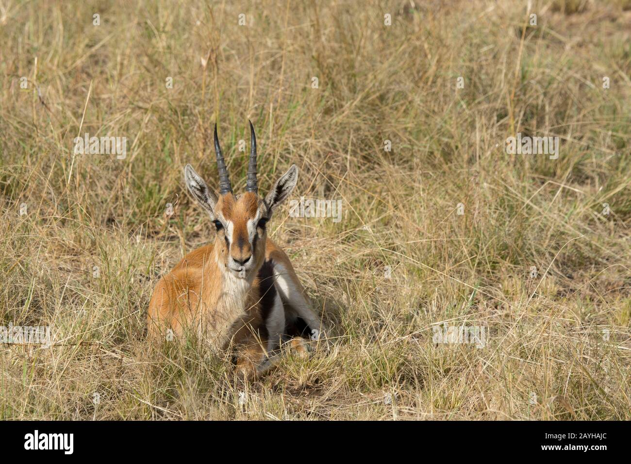 A Thomsons gazelle (Eudorcas thomsonii) in the grassland of the Masai ...
