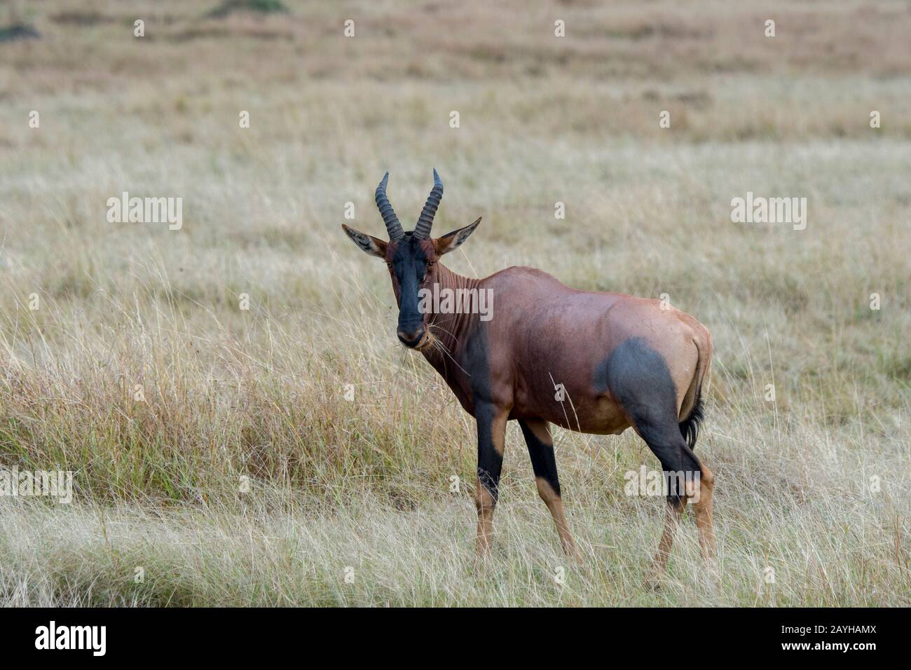 A topi (Damaliscus korrigum) in the grassland of the Masai Mara ...