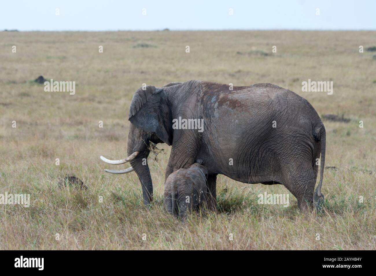 Baby elephant nursing hi-res stock photography and images - Alamy