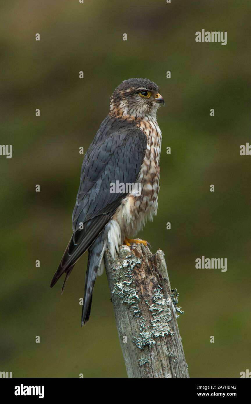 Merlin bird uk moorland hi-res stock photography and images - Alamy