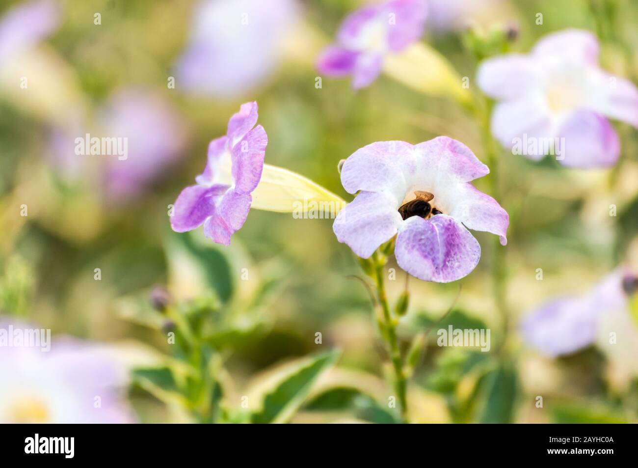 Flora Cuban Flower High Resolution Stock Photography and Images - Alamy