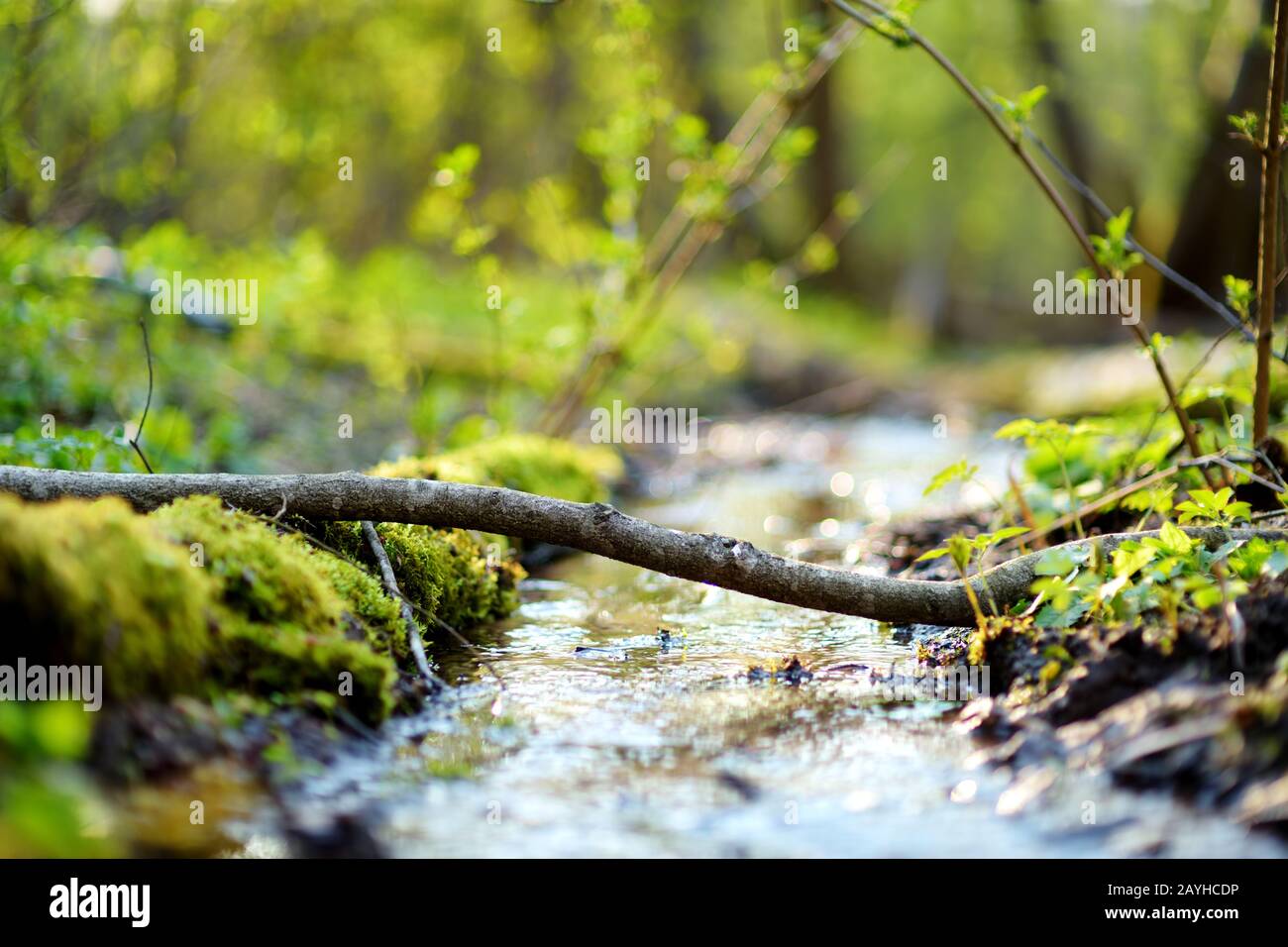 Beautiful small narrow fresh spring hi-res stock photography and images ...