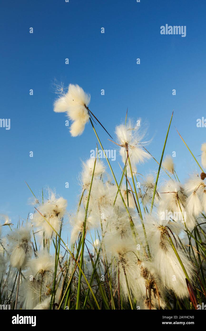 Common cotton-grass or cottonsedge or bog cotton (Eriophorum ...