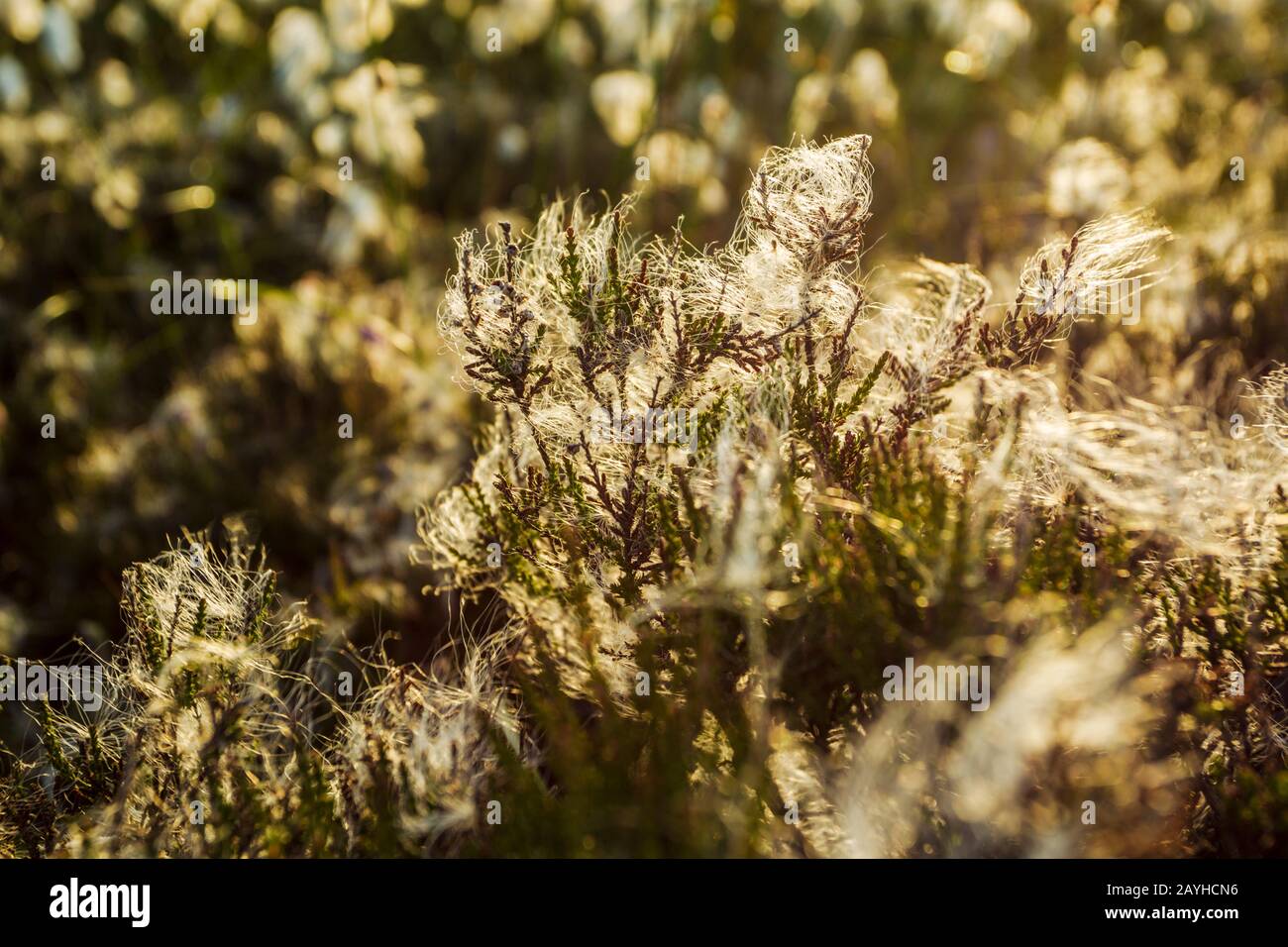 Cotton grass flower hi-res stock photography and images - Alamy