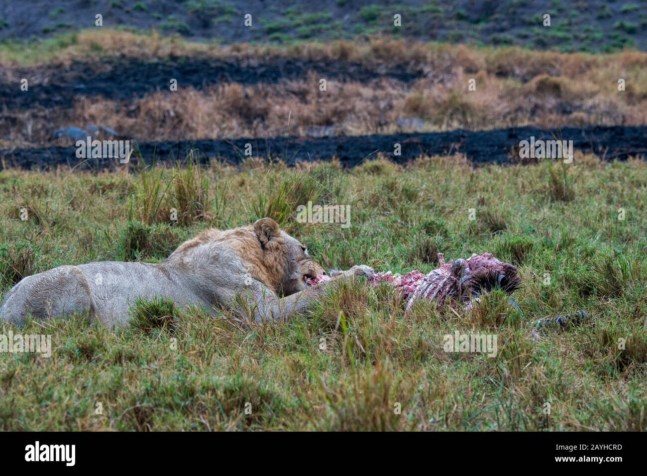 Zebra kill hi-res stock photography and images - Alamy