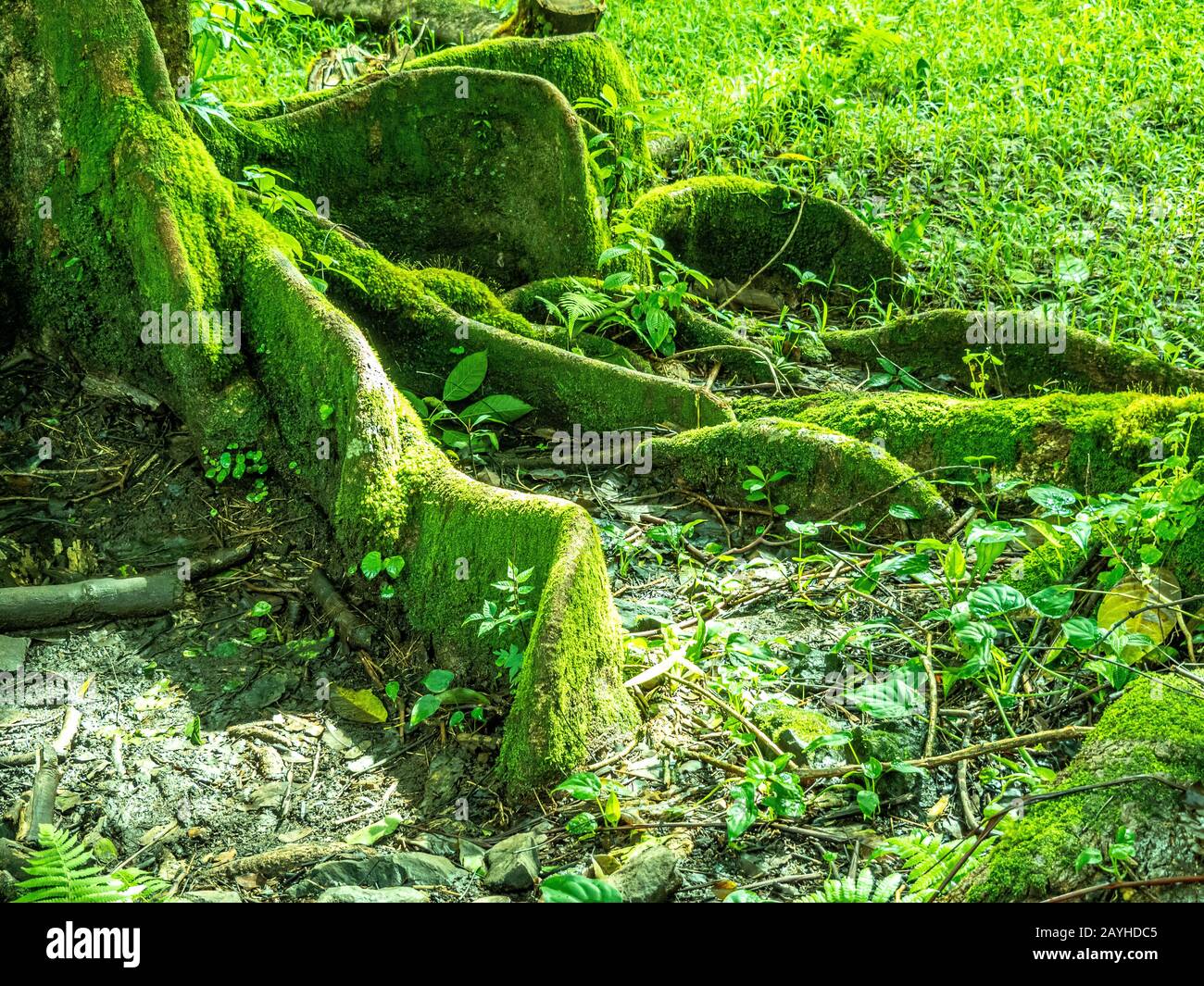 Exposed tree roots in garden hi-res stock photography and images - Alamy