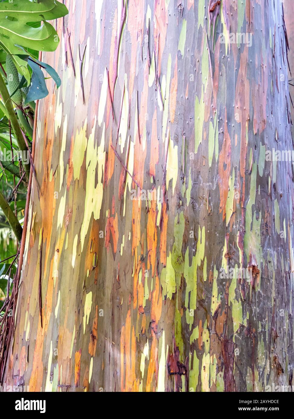 Rainbow tree bark closeup hi-res stock photography and images - Alamy
