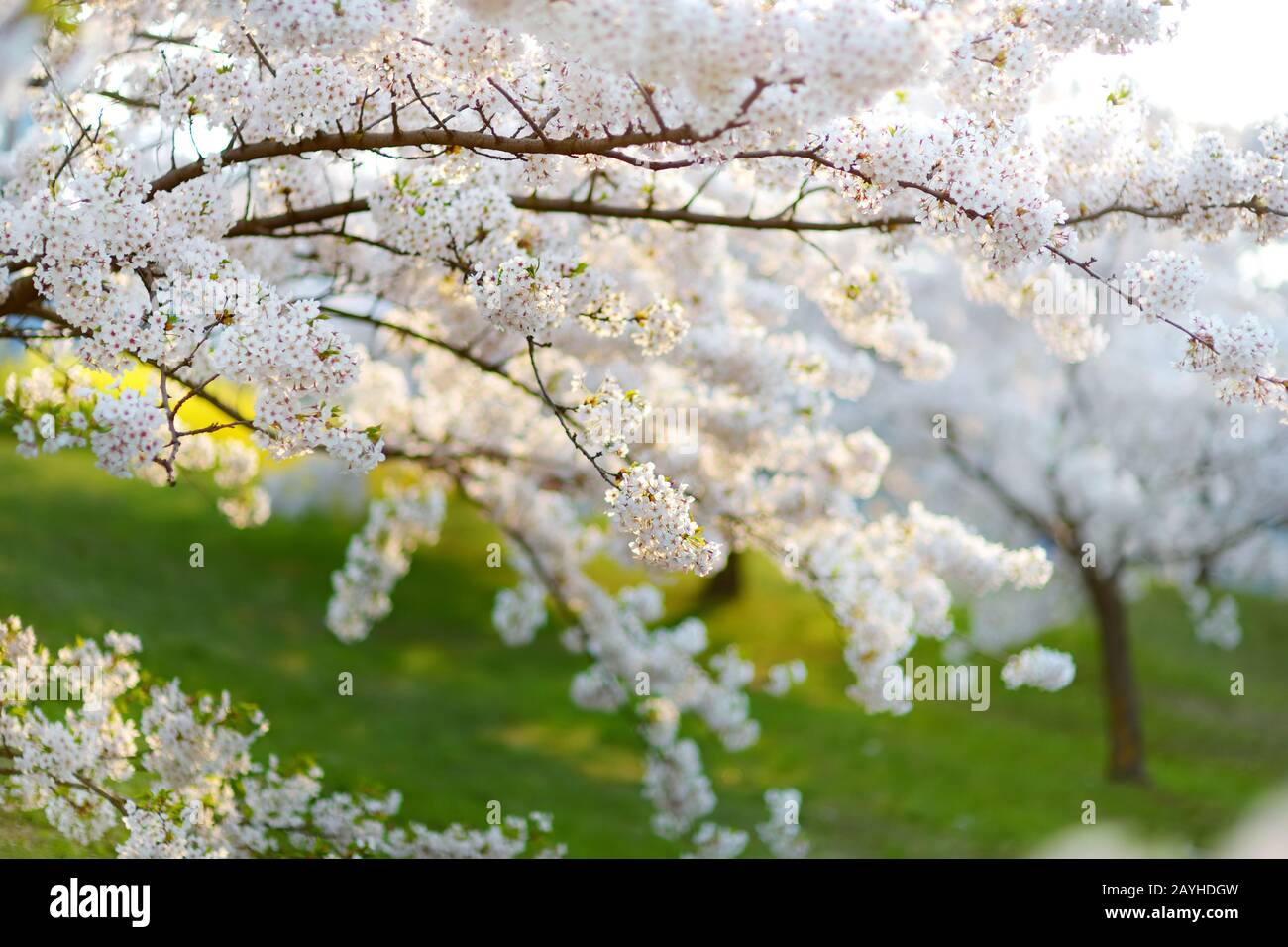 Beautiful cherry tree blossoming on spring. Beauty in nature. Tender ...