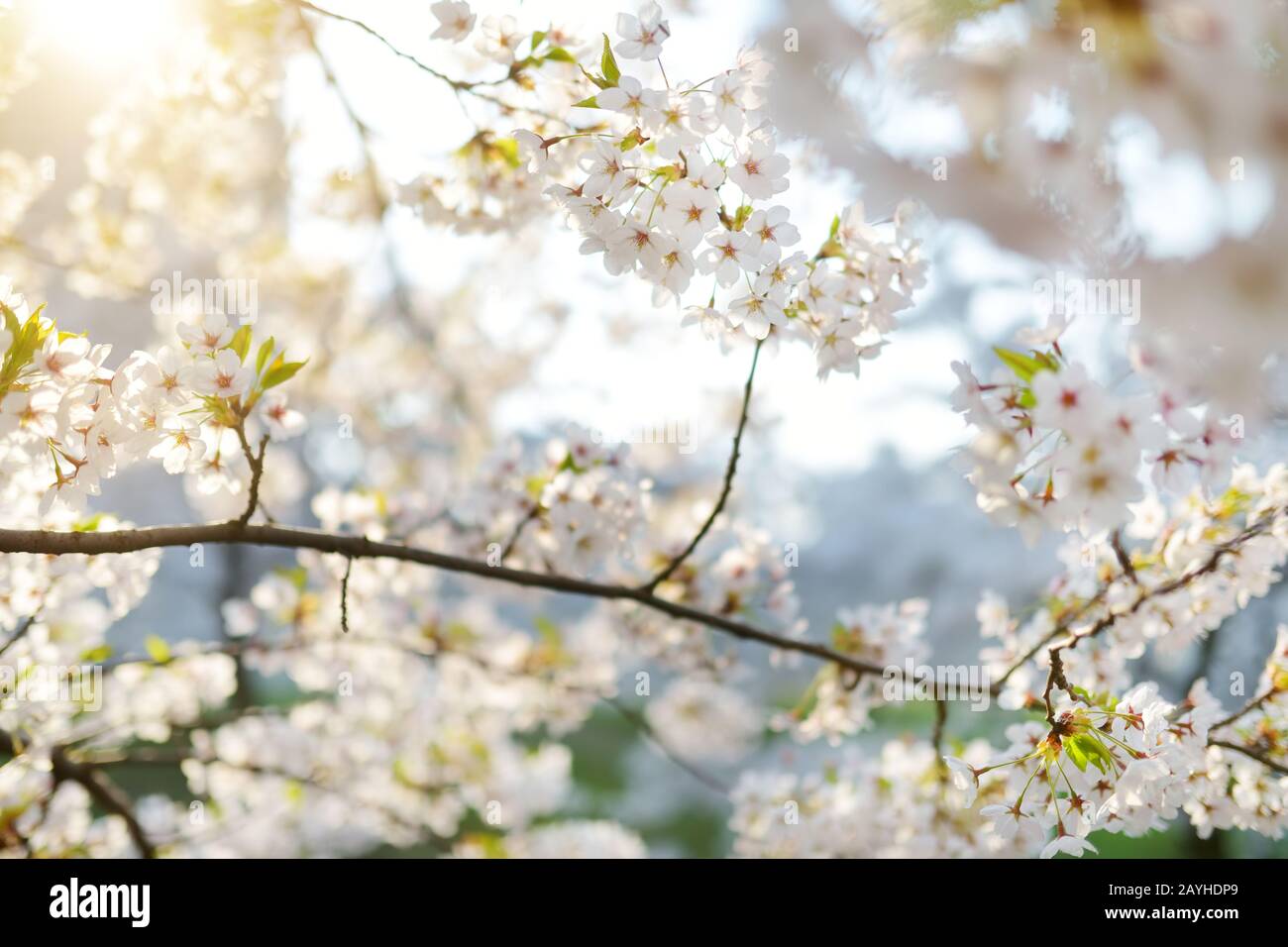 Beautiful cherry tree blossoming on spring. Beauty in nature. Tender ...