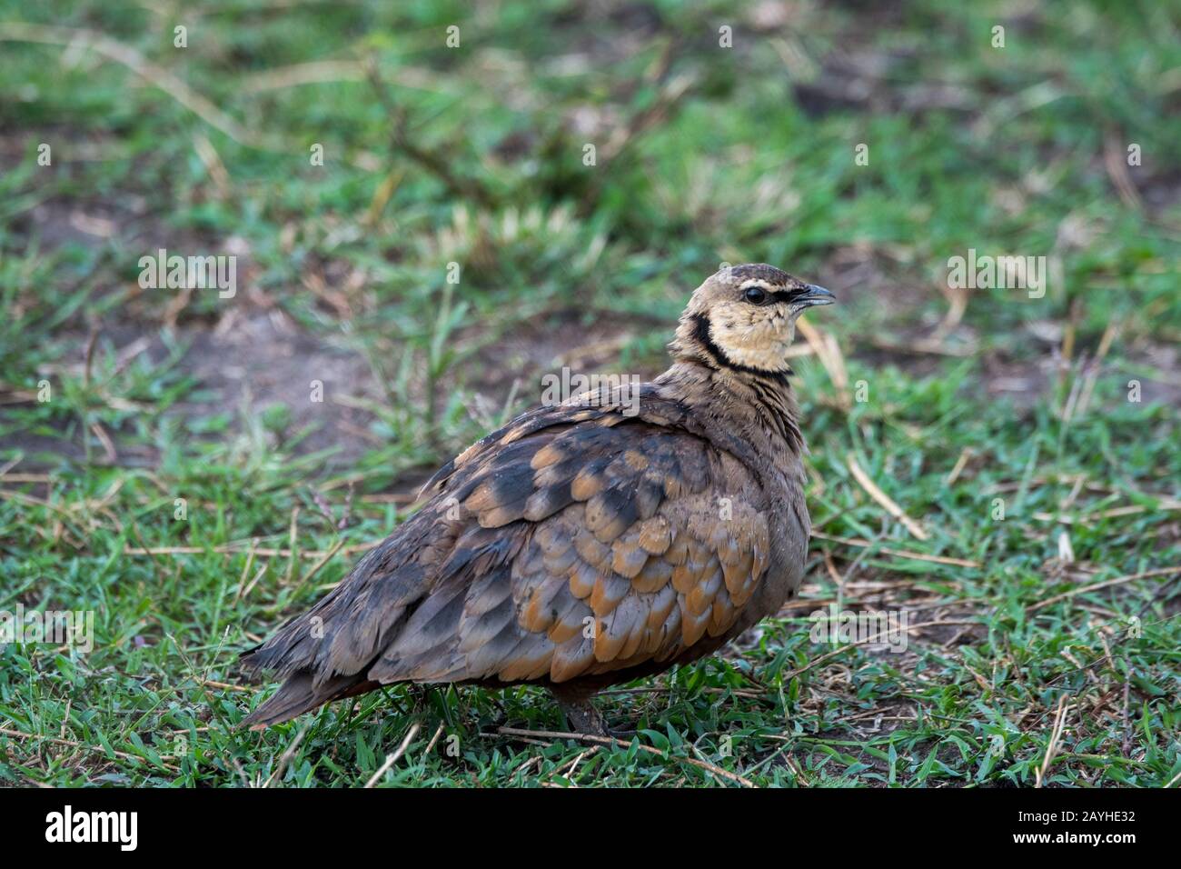 African grouse hi-res stock photography and images - Alamy