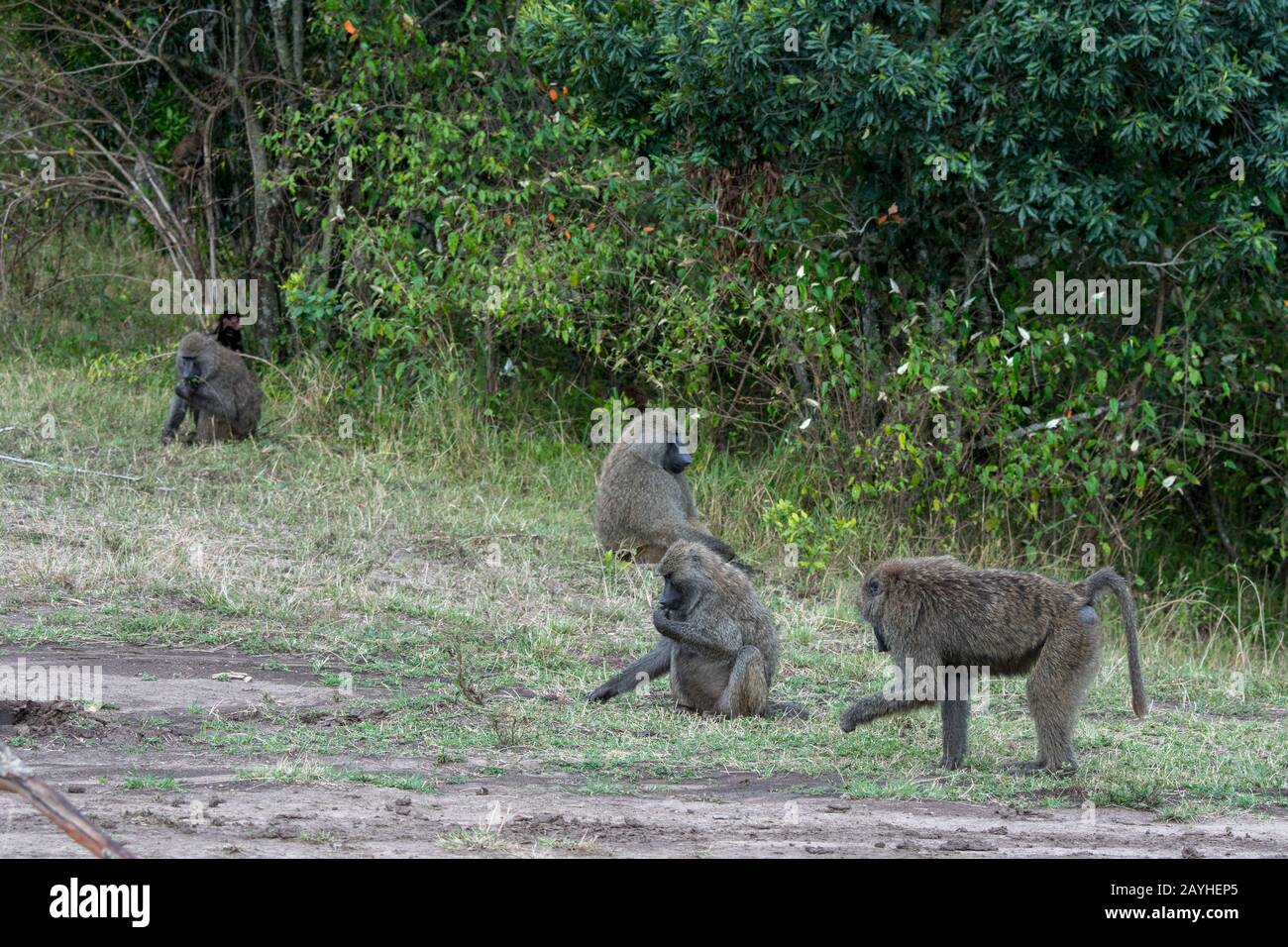 Olive baboons (Papio anubis), also called the Anubis baboon, foraging ...
