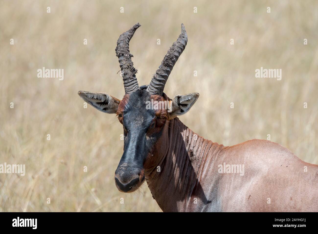 A close-up of a topi (Damaliscus korrigum) in the grassland of the ...