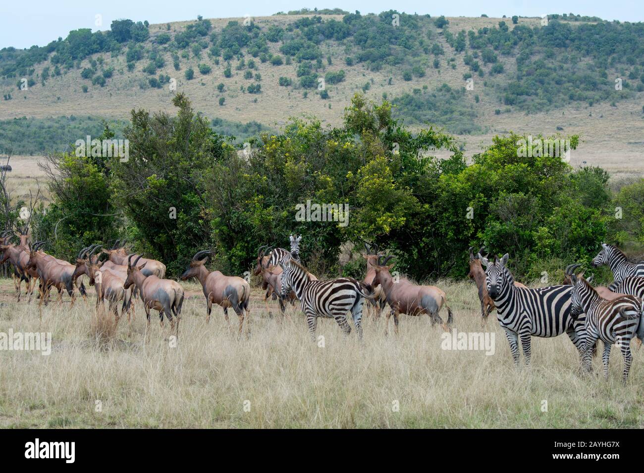 Zebras topi antelope in mara hi-res stock photography and images - Alamy