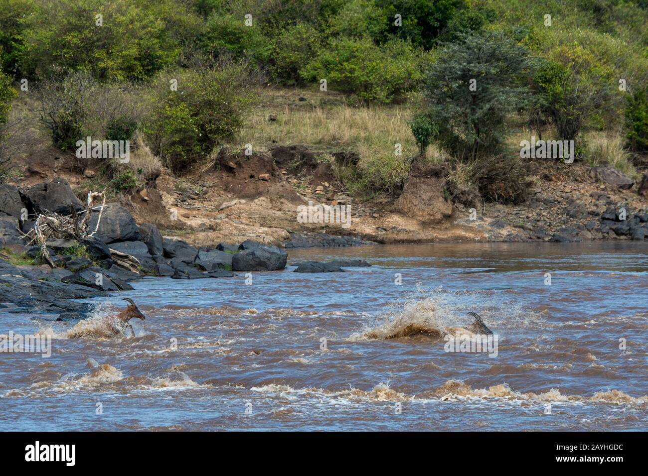Topis (Damaliscus korrigum) crossing the Mara River in the Masai Mara ...