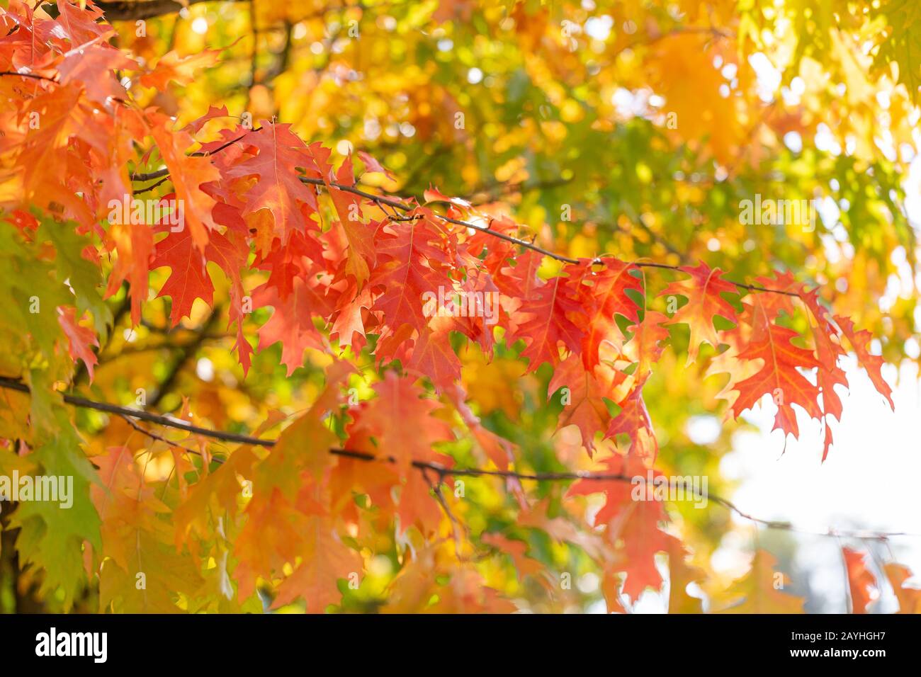 Northern red oak hi-res stock photography and images - Alamy