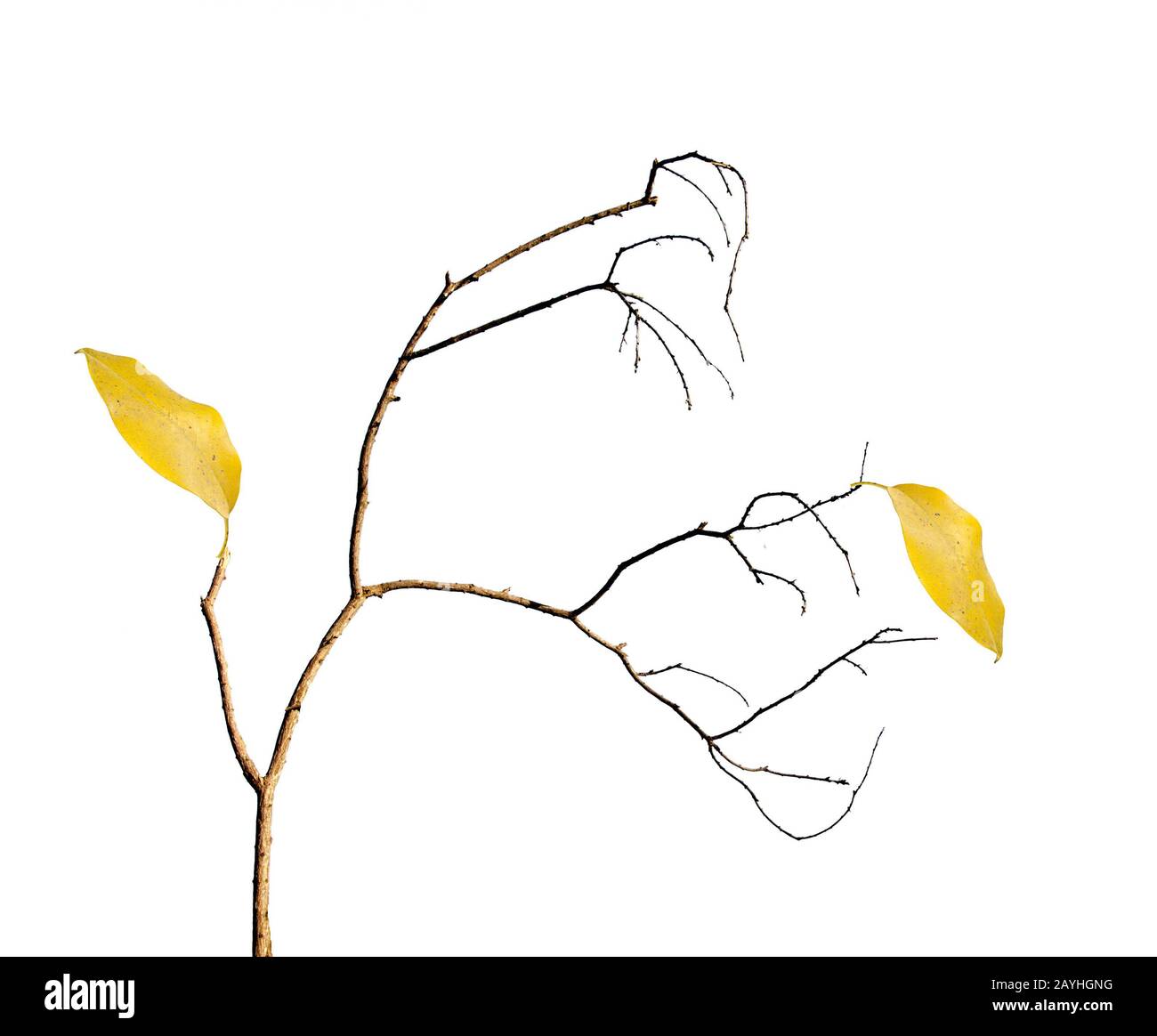 Branch isolated on white background Stock Photo - Alamy