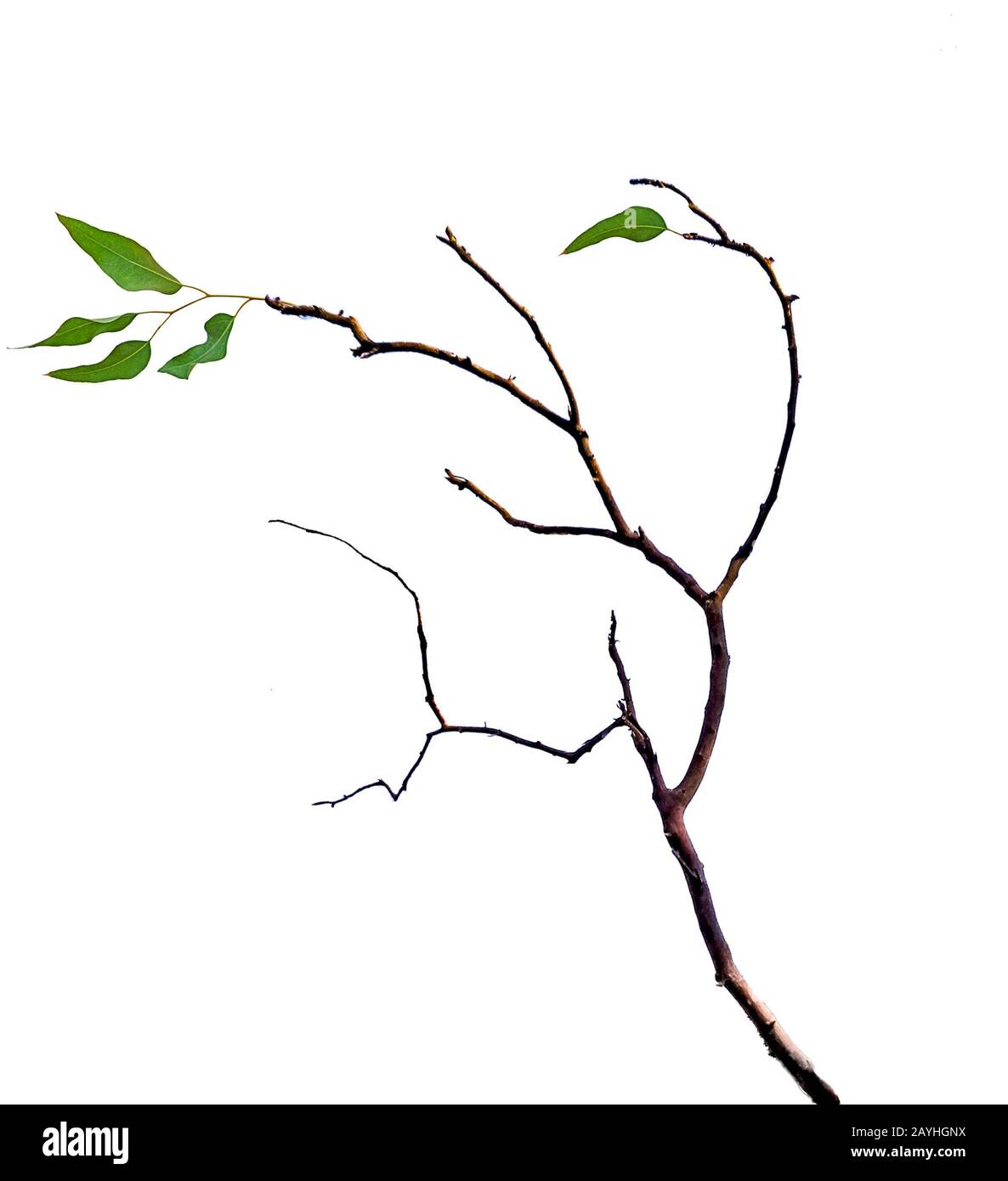 Branch isolated on white background Stock Photo - Alamy