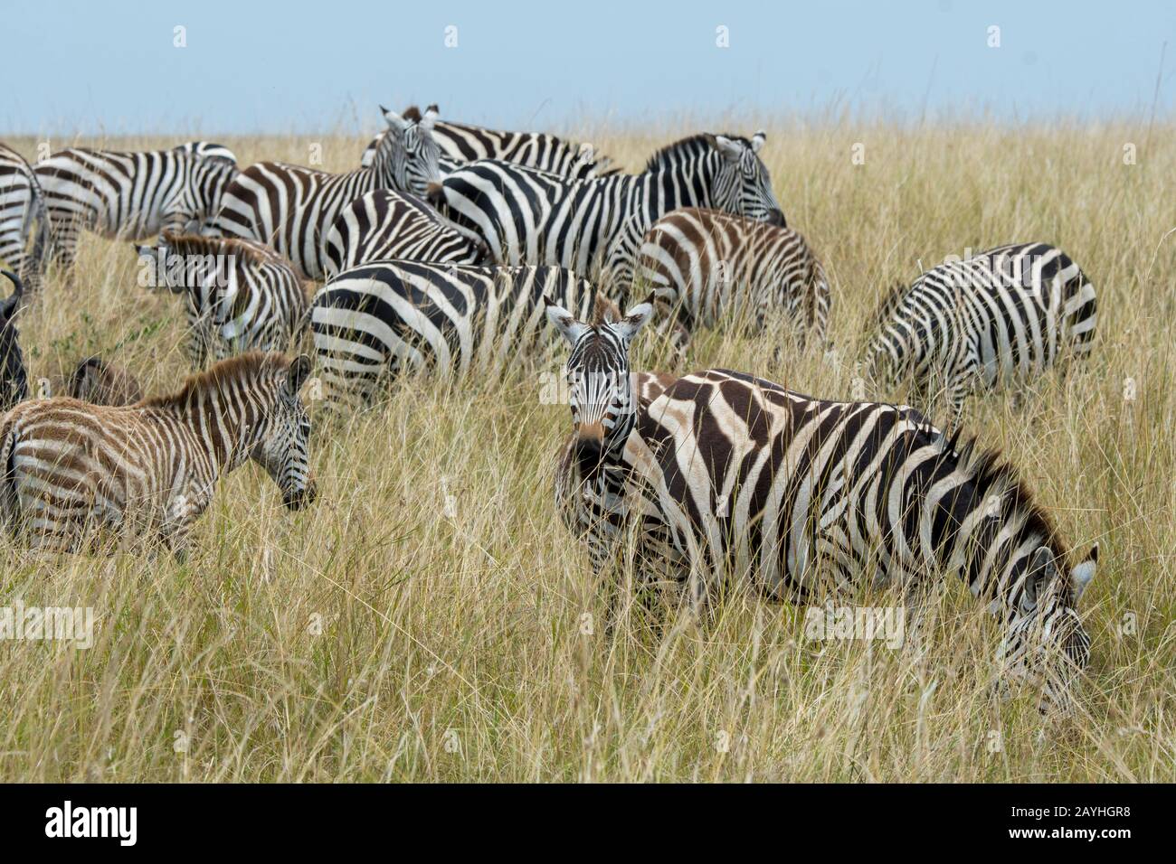Masai mara nationa hi-res stock photography and images - Alamy