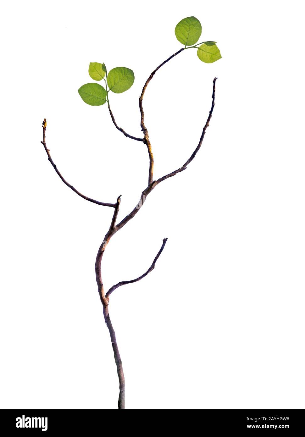Branch isolated on white background Stock Photo - Alamy