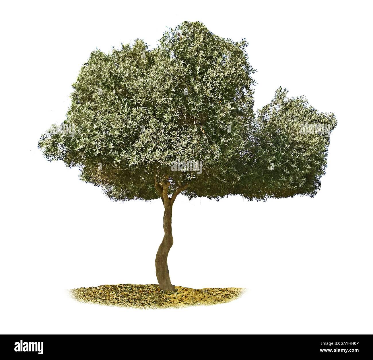 Olive tree on white background Stock Photo - Alamy