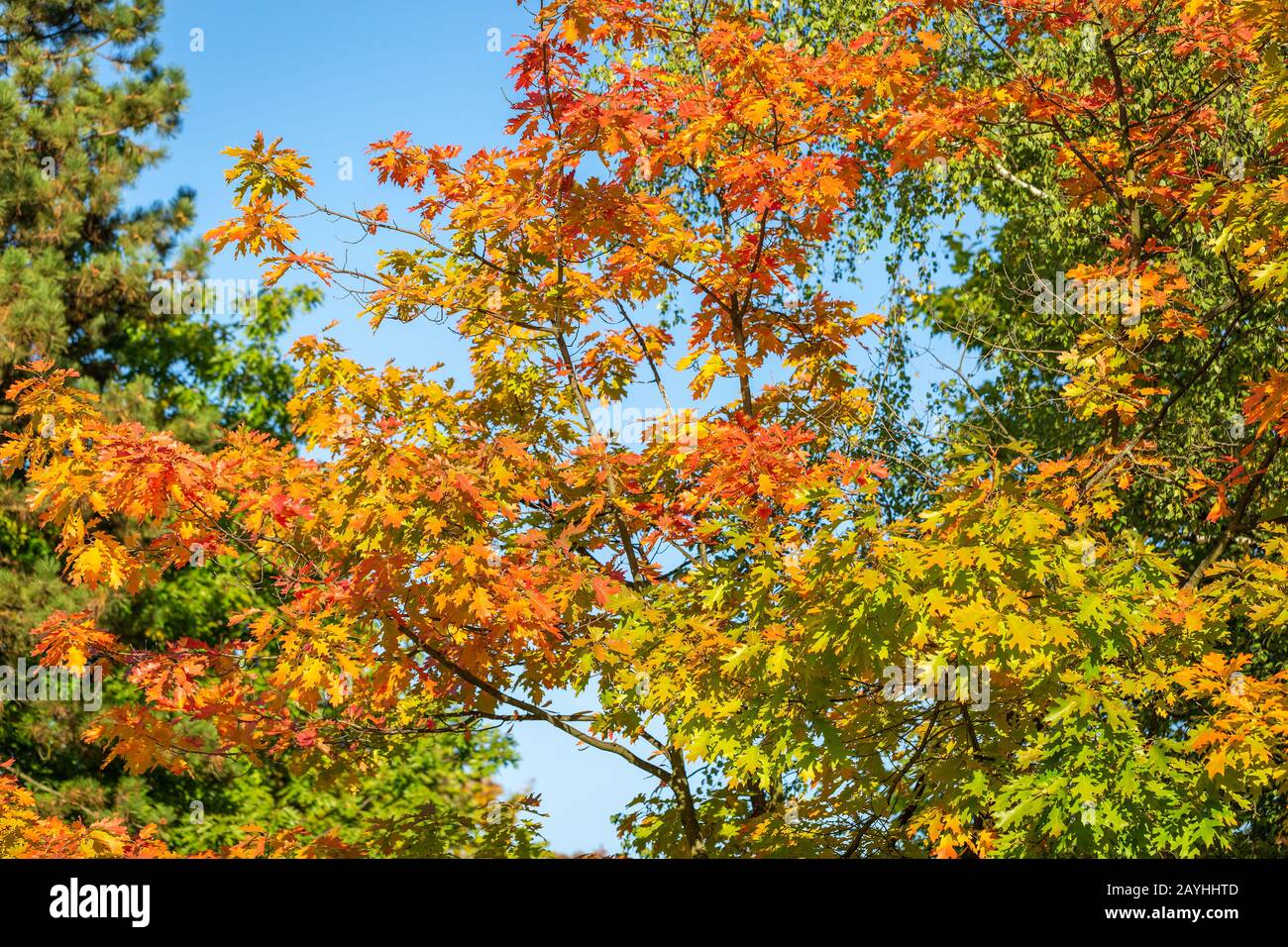 Northern Red Oak Tree Wallpaper