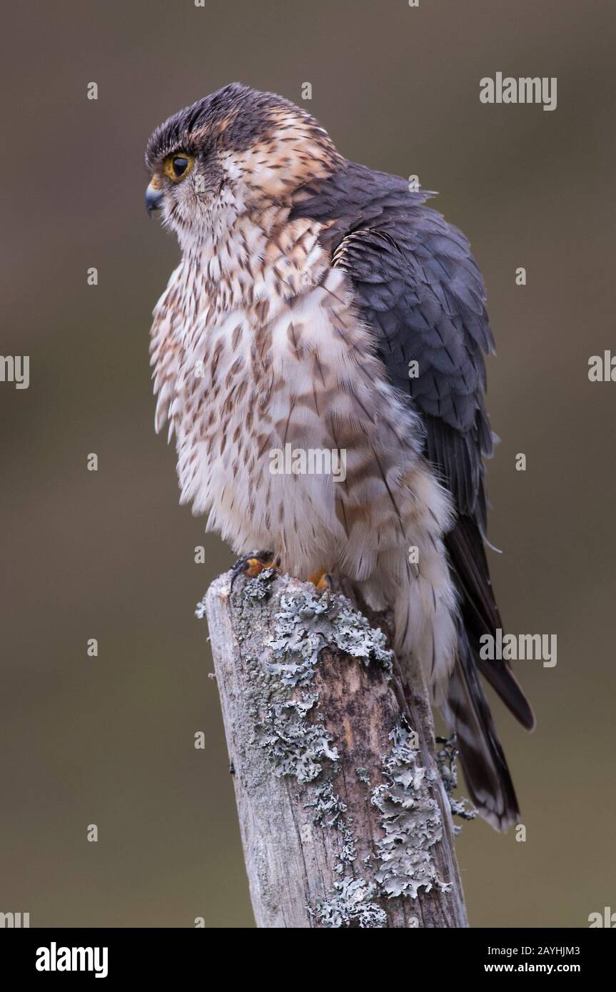 Merlin bird male hi-res stock photography and images - Alamy