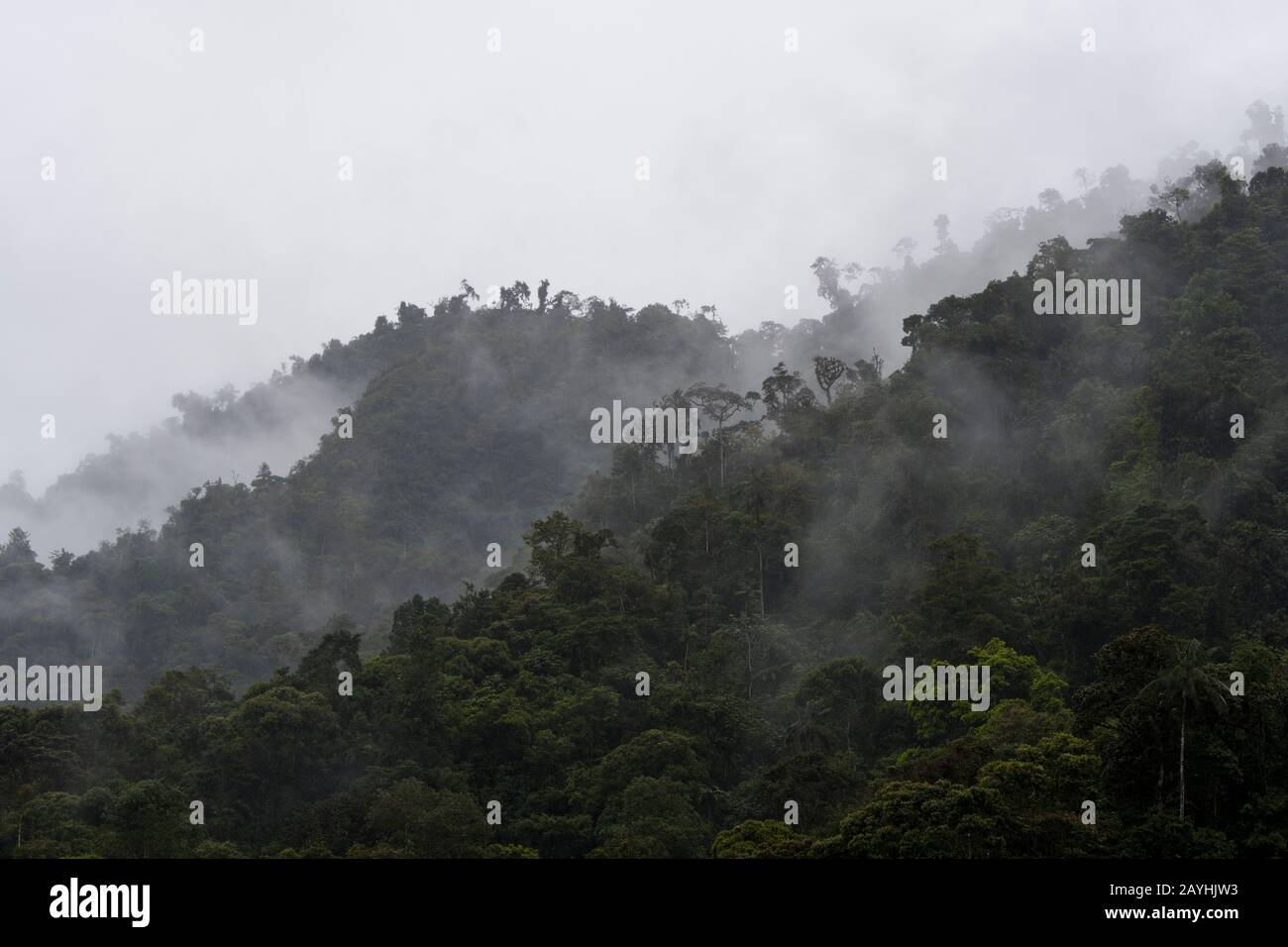 Mist is rising out of the cloud forests at Mindo, near Quito, Ecuador ...