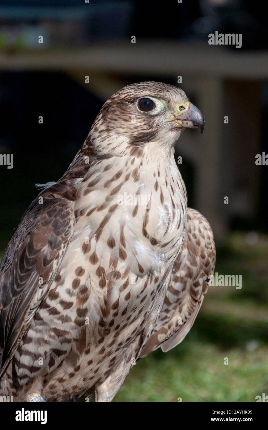 Falcon in city park, outdoors, portrait close-up Stock Photo - Alamy