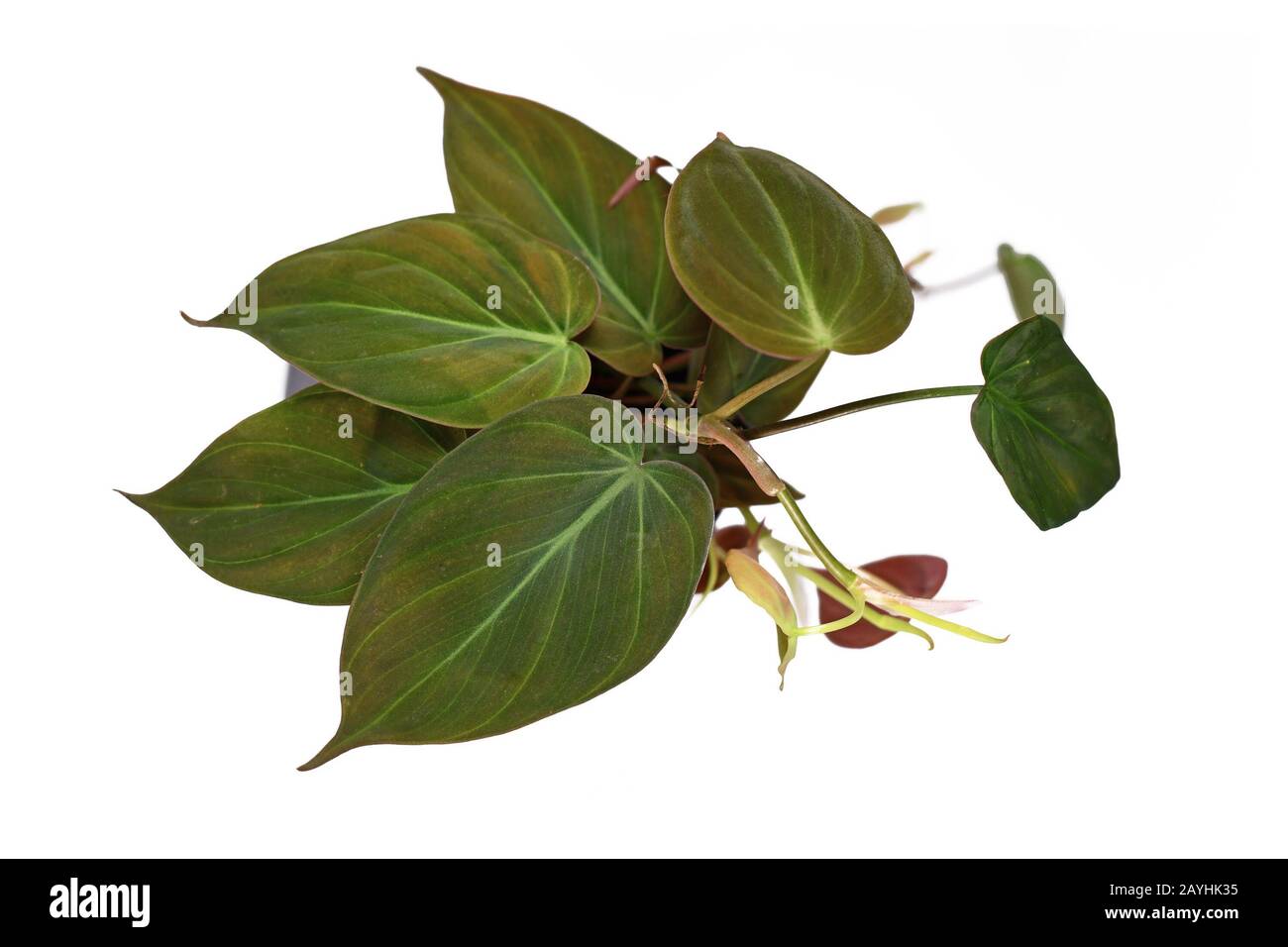 Philodendron Micans – How to Care for and Propagate