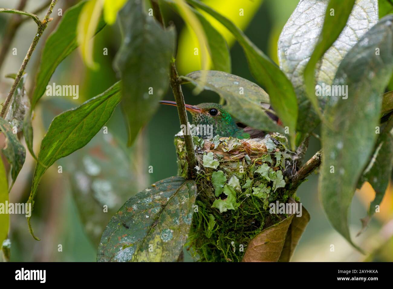Hummingbird incubating eggs hi-res stock photography and images - Alamy