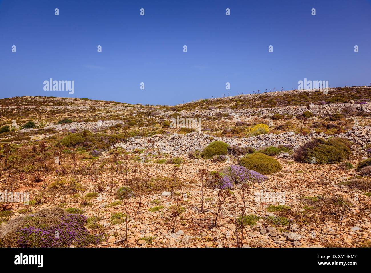 Extremely hot day on Malta in the desert with small colorful bushes ...