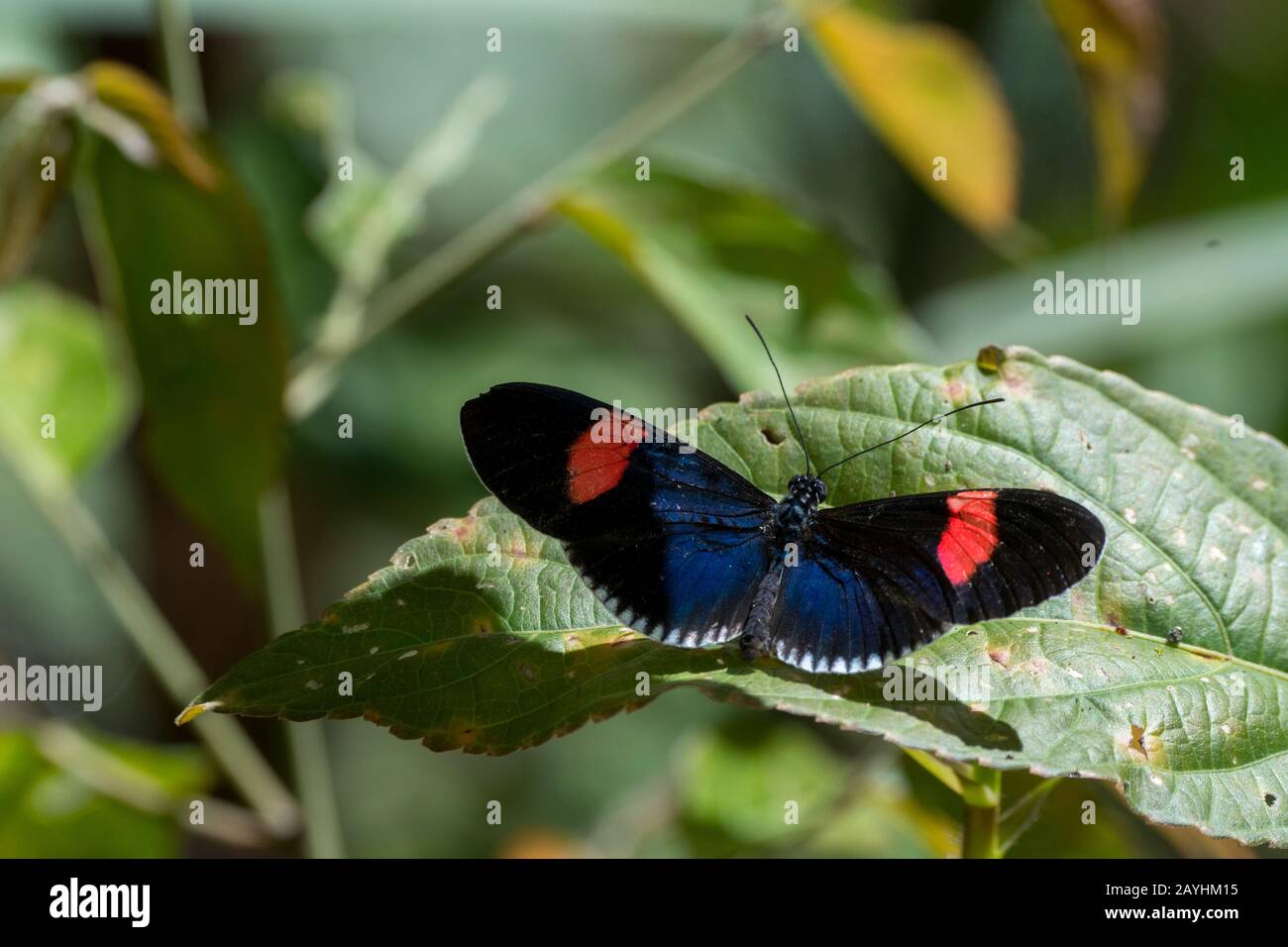 Longwing butterfly at the Mindo butterfly farm in Mindo, near Quito ...